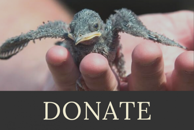 Wildbird Recovery – Helping wild birds in Western PA