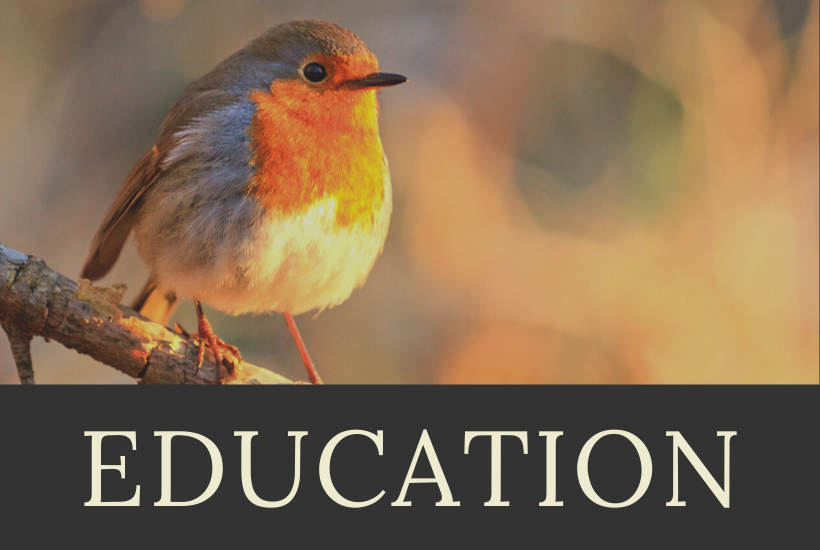 Wildbird Recovery – Helping wild birds in Western PA