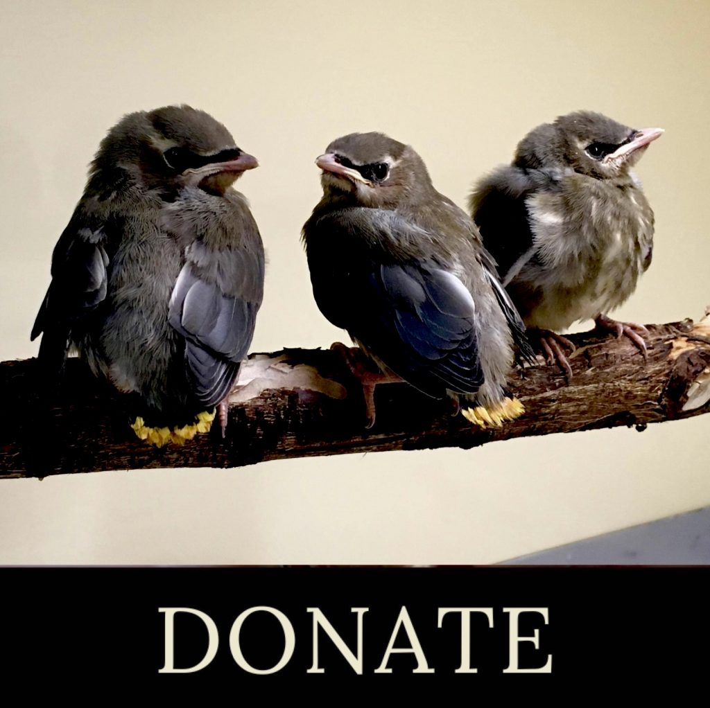 Wildbird Recovery – Helping wild birds in Western PA
